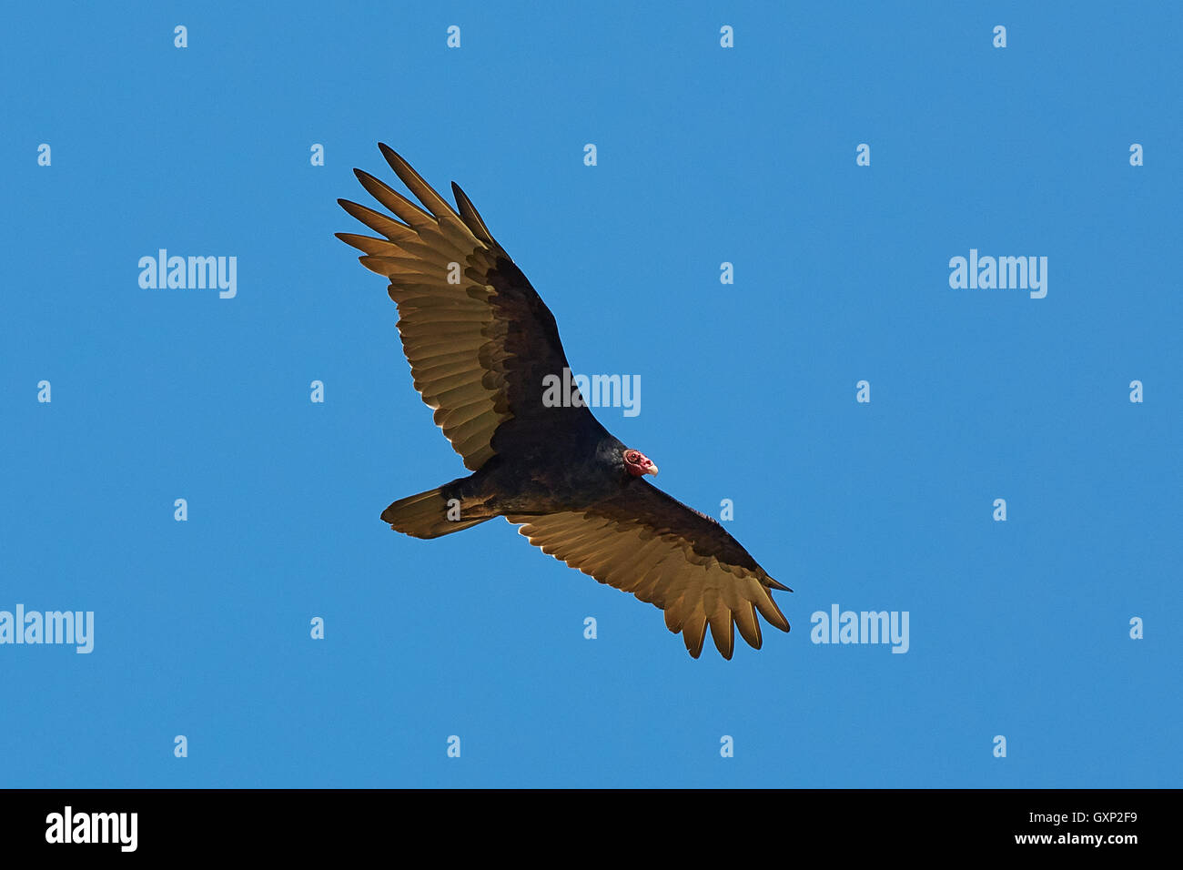 A California Condor, (Gymnogyps californianus), Soaring Over Angel ...