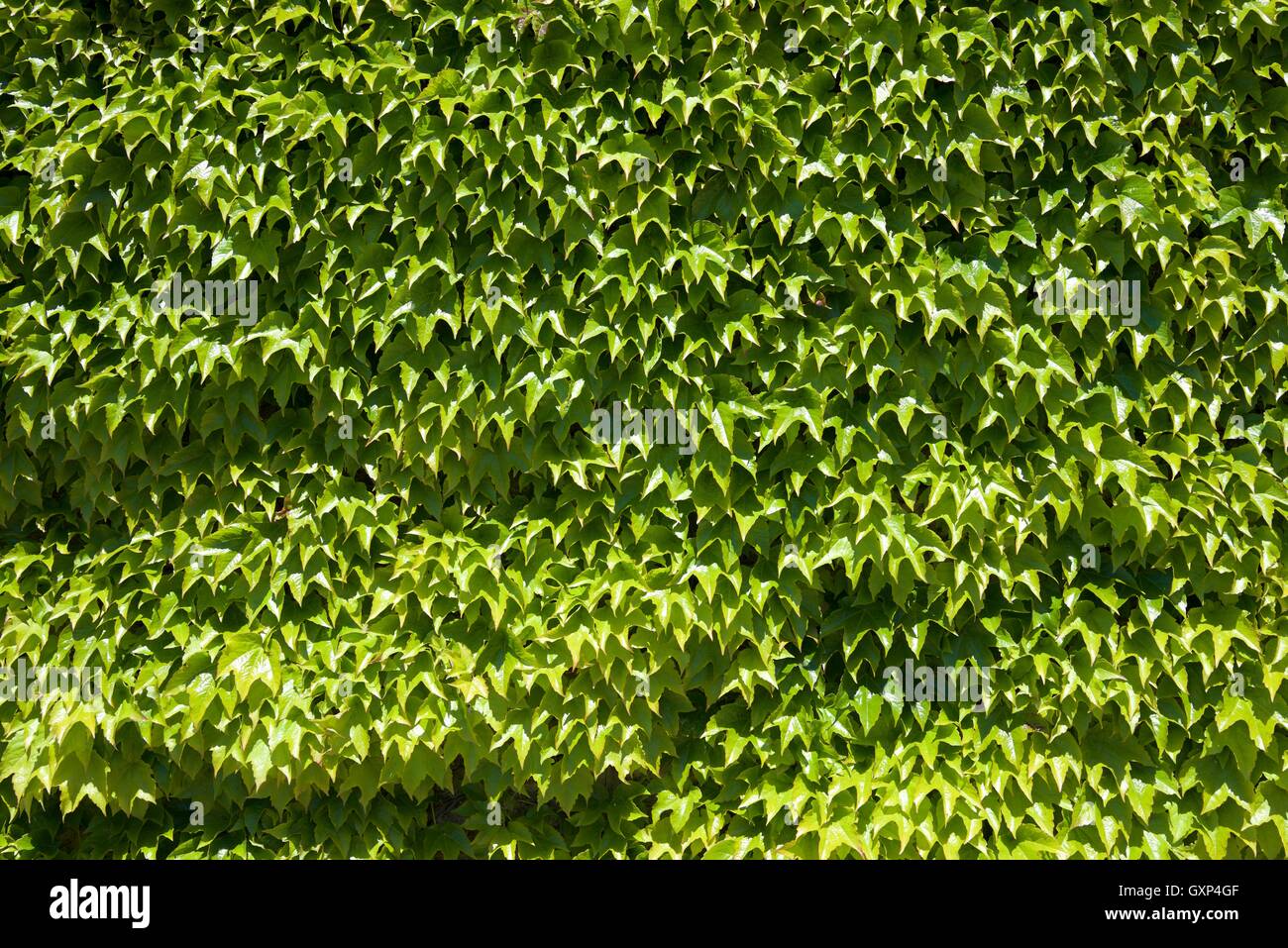 Ivy background at high resolution Stock Photo - Alamy