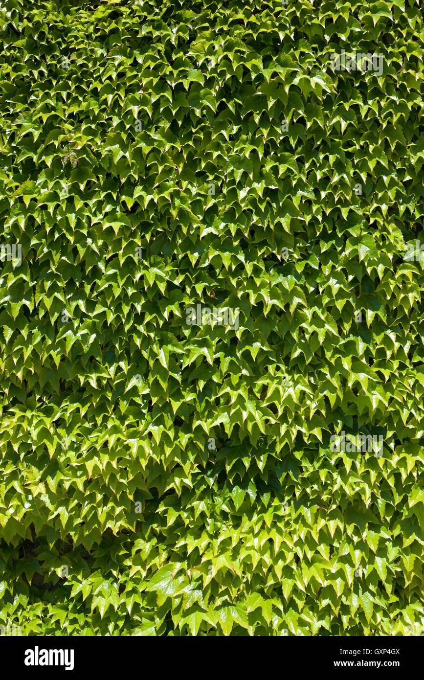 Ivy background at high resolution Stock Photo - Alamy