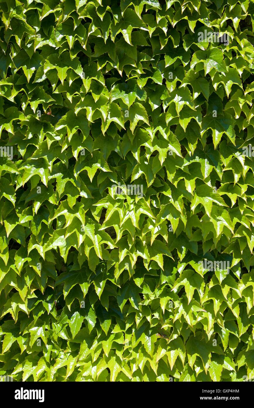 Ivy background at high resolution Stock Photo - Alamy