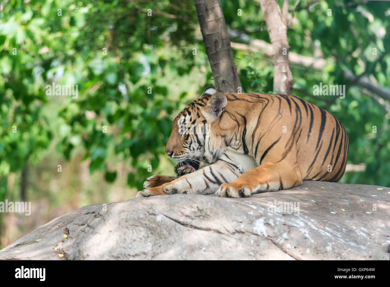 Bengal Tiger in forest show head and leg. Tiger lying in stone Stock ...