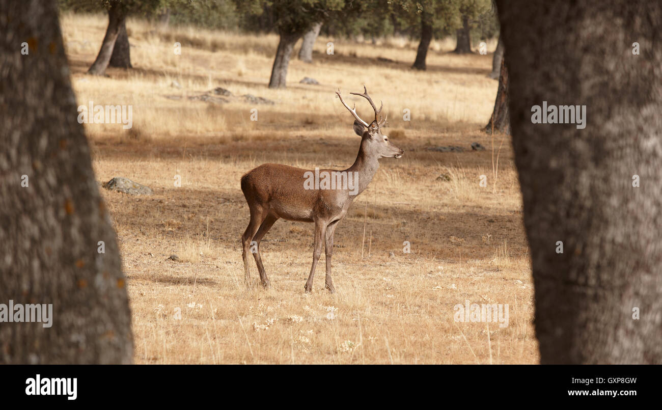 Fallow deer in the meadow with holm oaks. Segovia, Spain. Vertical ...
