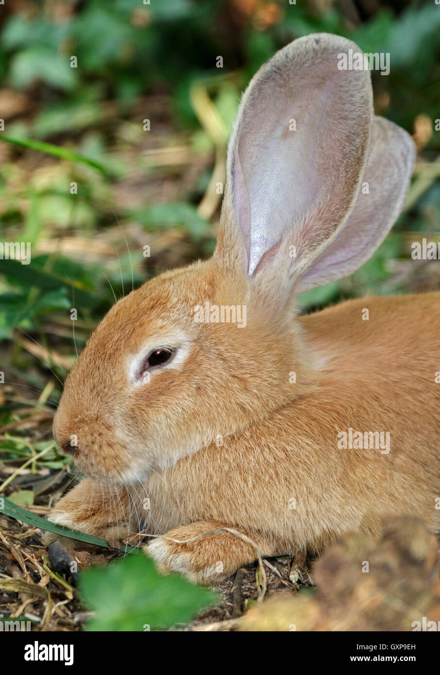 Golden Large Eared Domestic Rabbit Stock Photo - Alamy