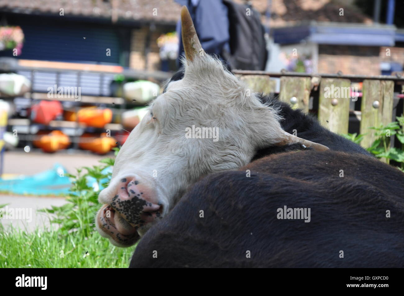 Cambridge Cow High Resolution Stock Photography and Images - Alamy