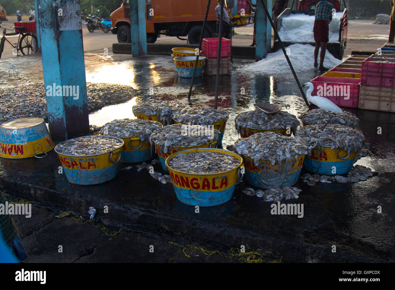 Squid for sale at asian fish market,Neendakara,Kollam,Kerala,india ...