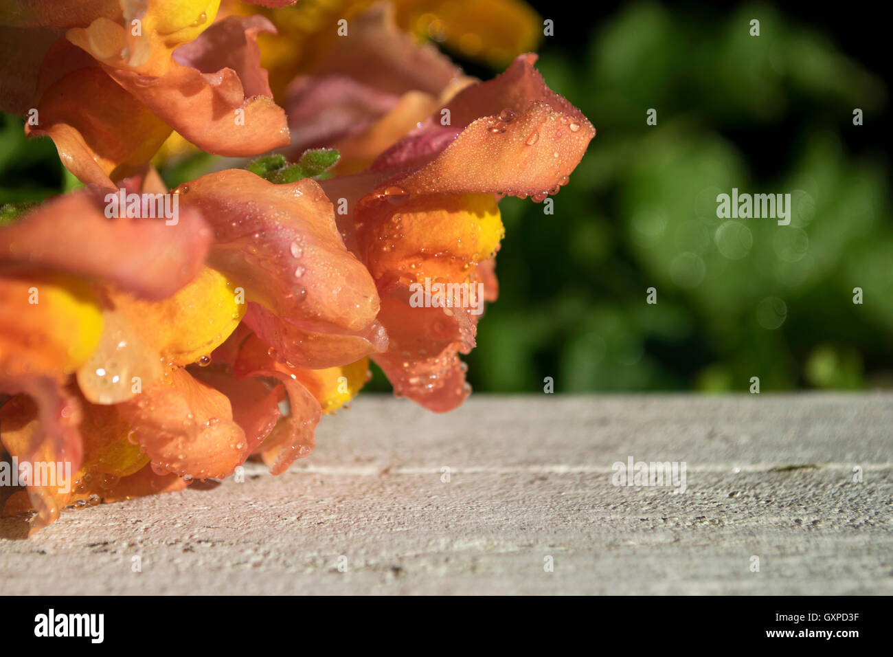 Snapdragons wet with dew Stock Photo - Alamy