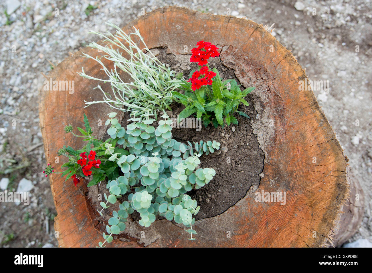 flower pot in tree trunk Stock Photo - Alamy