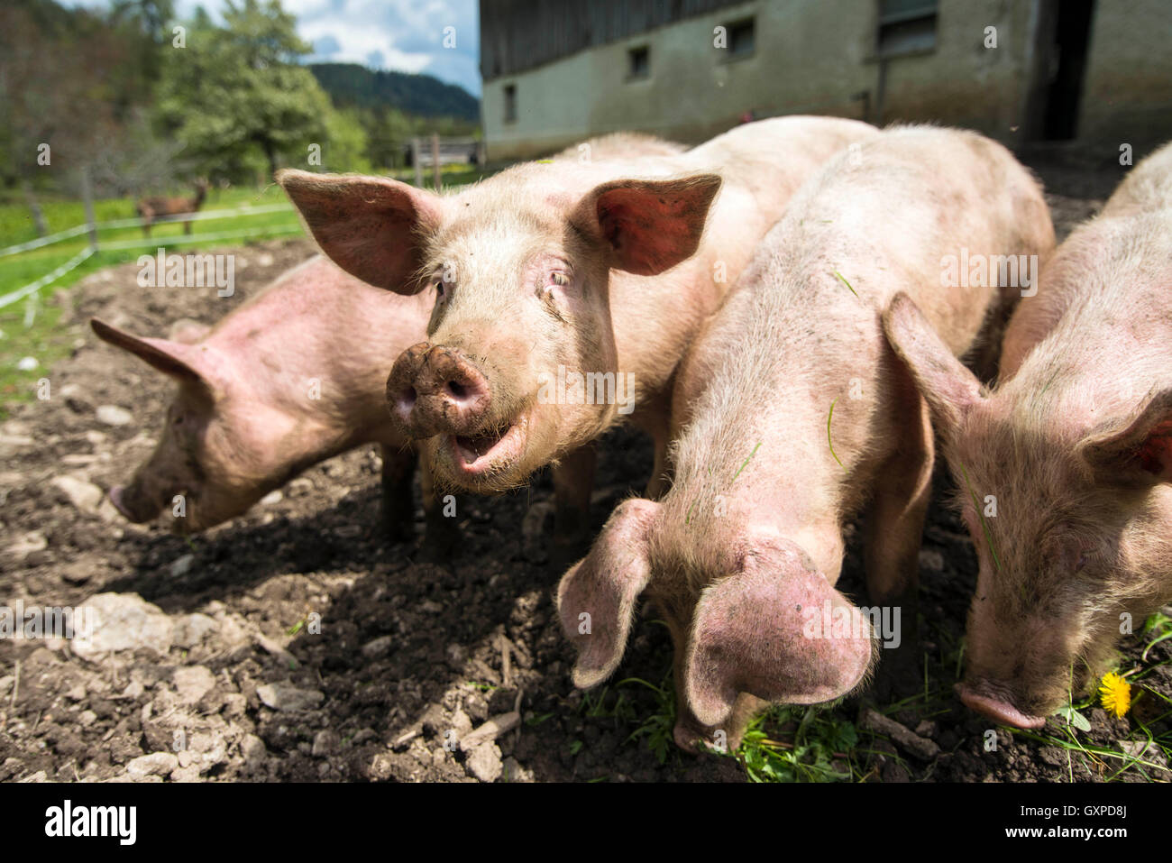 Happy pigs hi-res stock photography and images - Alamy