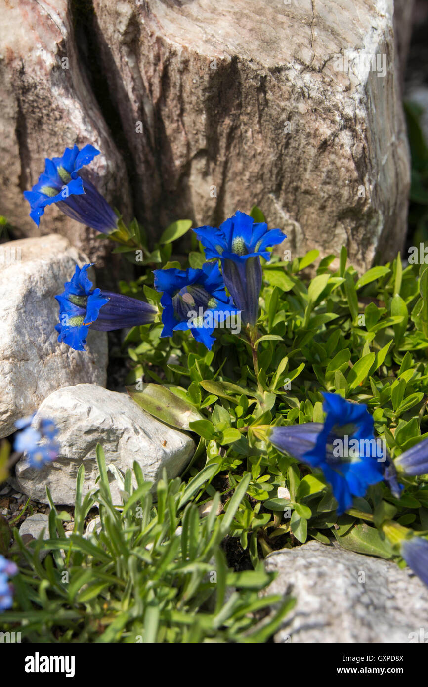 Gentiana lutea mountain flower hi-res stock photography and images - Alamy