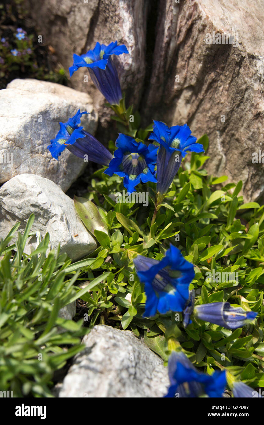 Small alpine gentian hi-res stock photography and images - Alamy