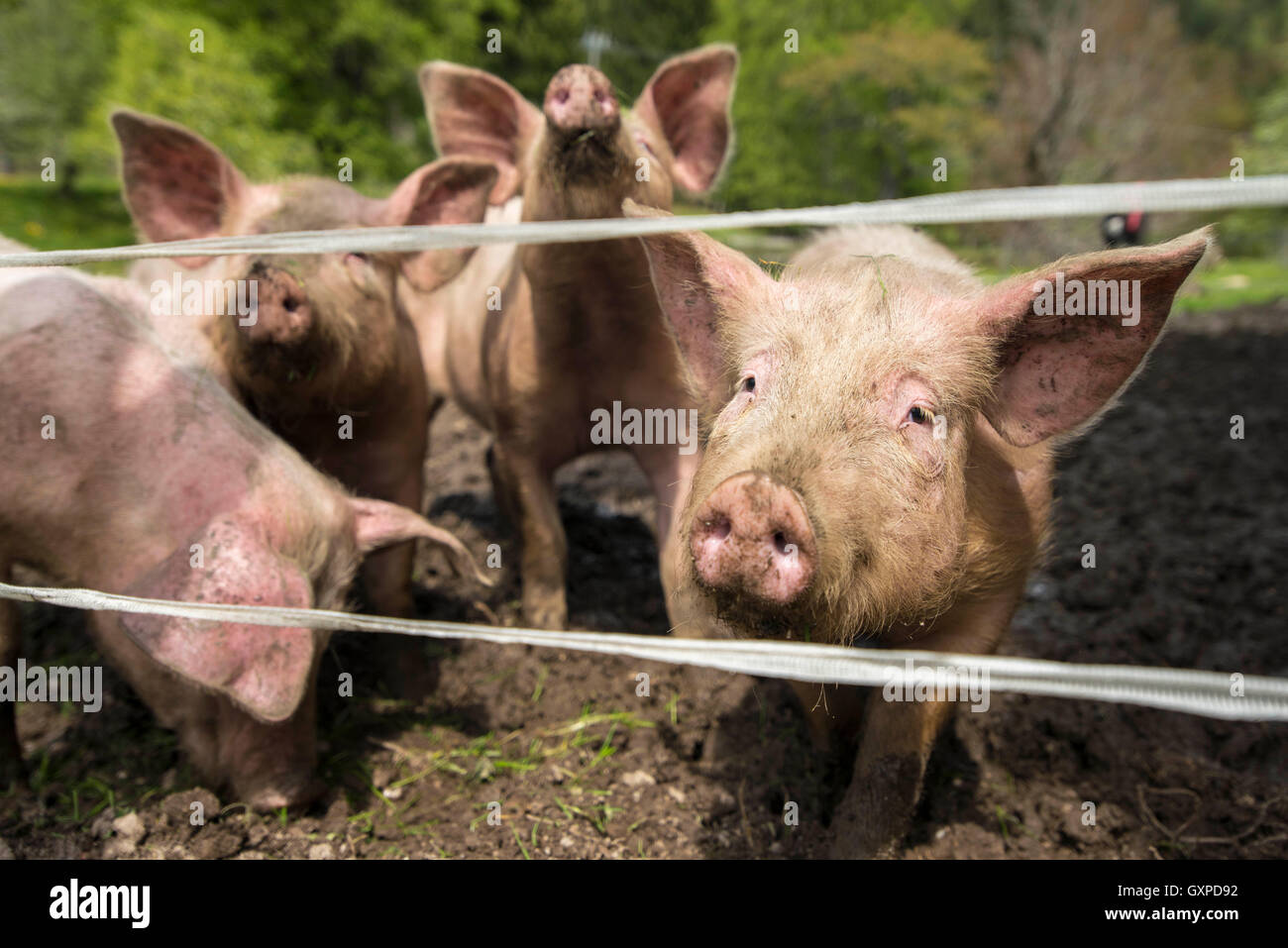 Pigs outdoors hi-res stock photography and images - Alamy