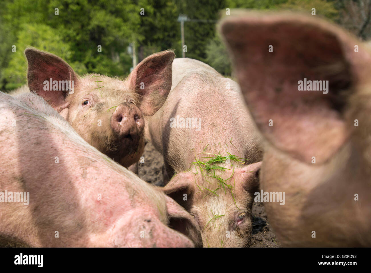 Bio pigs hi-res stock photography and images - Alamy