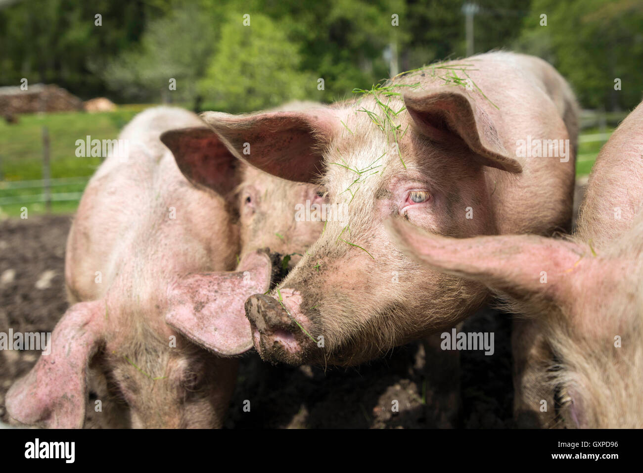 Pigs outdoors hi-res stock photography and images - Alamy
