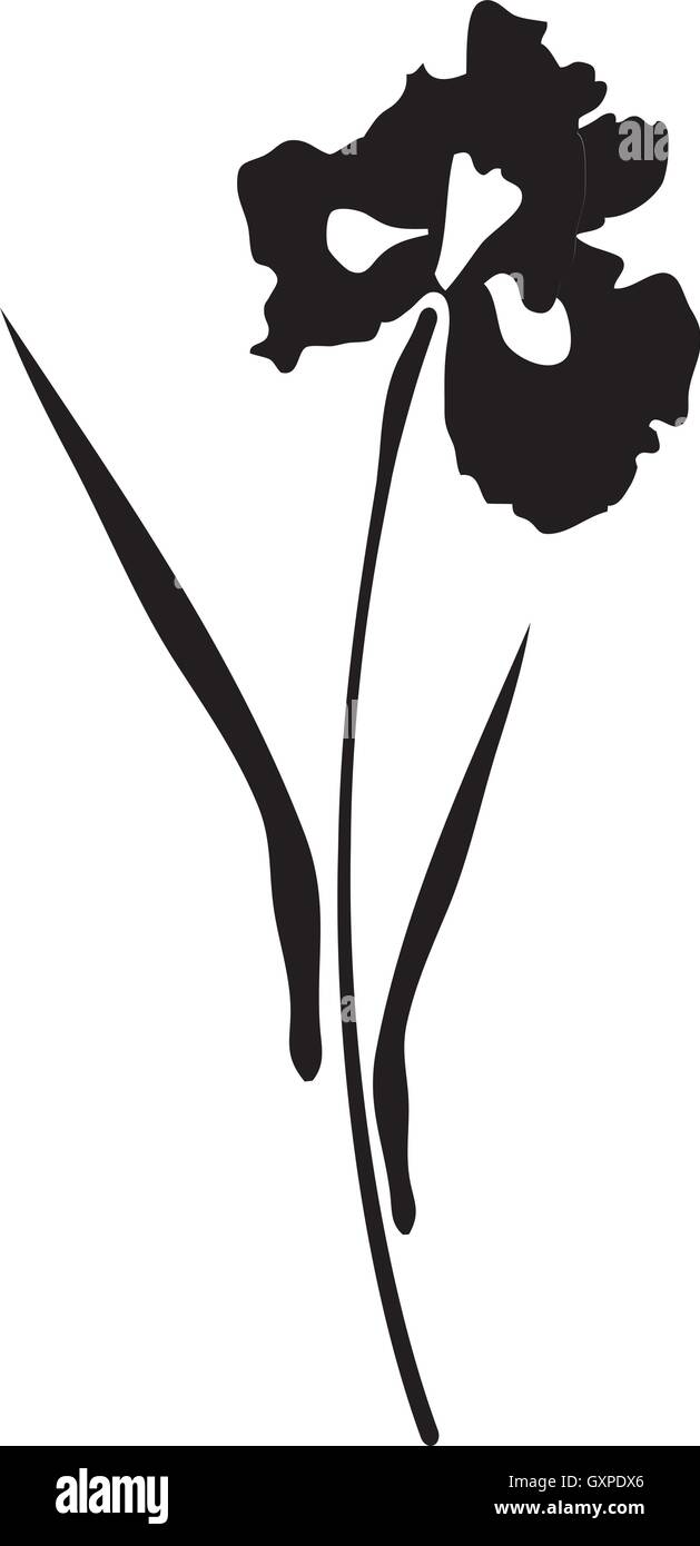 vector iris flower Stock Vector Image & Art - Alamy
