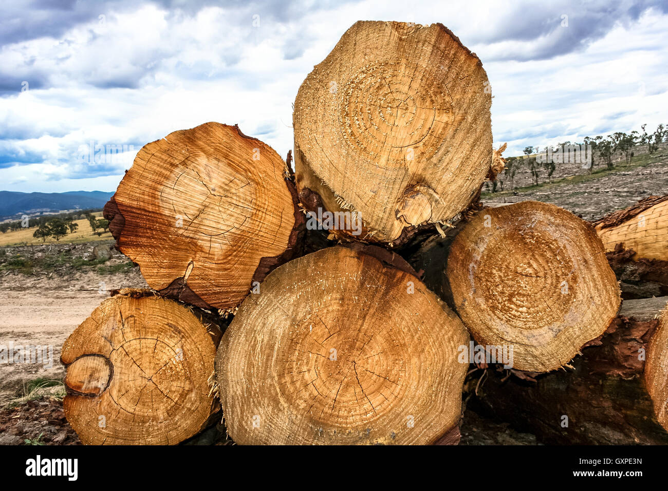 Stack of cut pine logs in forestry with detailed grain patterns and ...