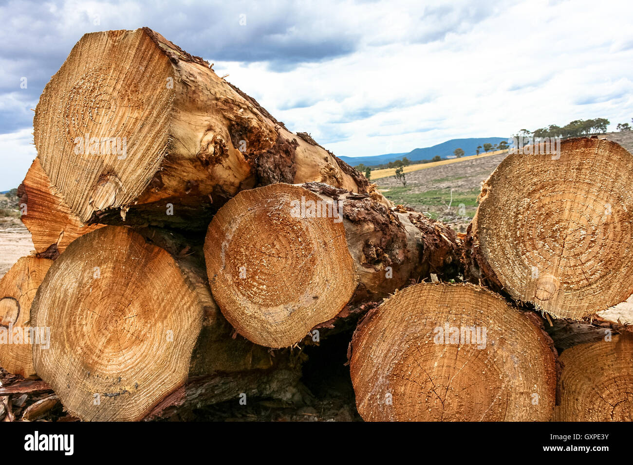 Stack of cut pine logs in forestry with detailed grain patterns and ...