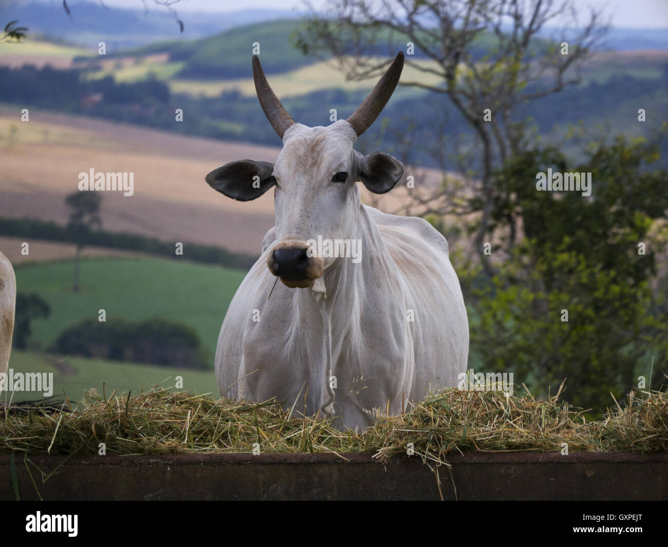Tropical cattle hi-res stock photography and images - Alamy