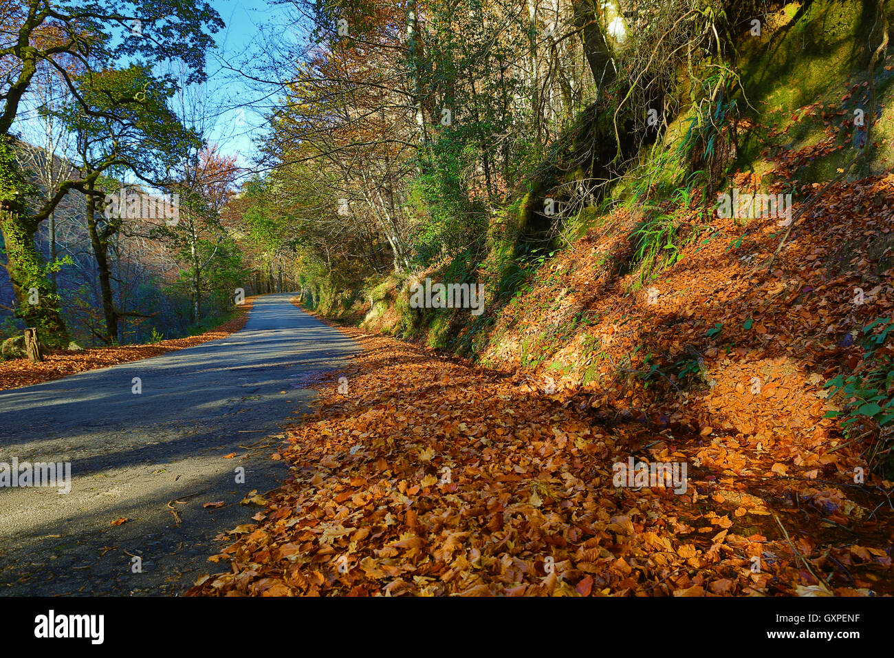 Autumn landscape with road and beautiful colored trees, in Geres ...