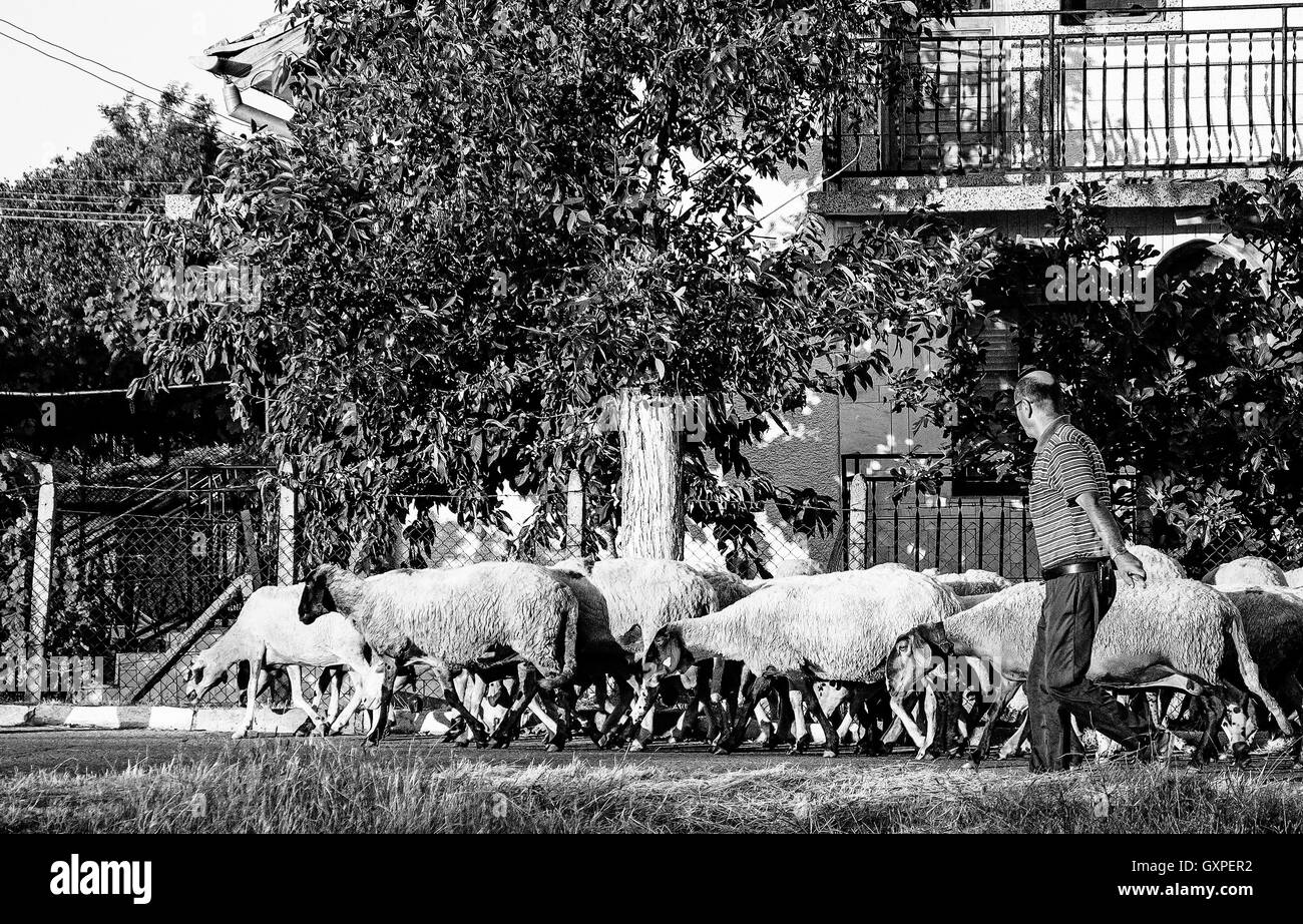 Its like stepping back in time life and culture, sheep walk home after ...