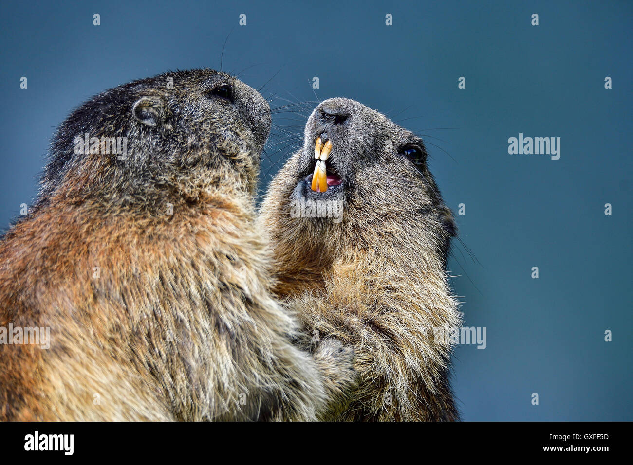 Marmot fight hi-res stock photography and images - Alamy