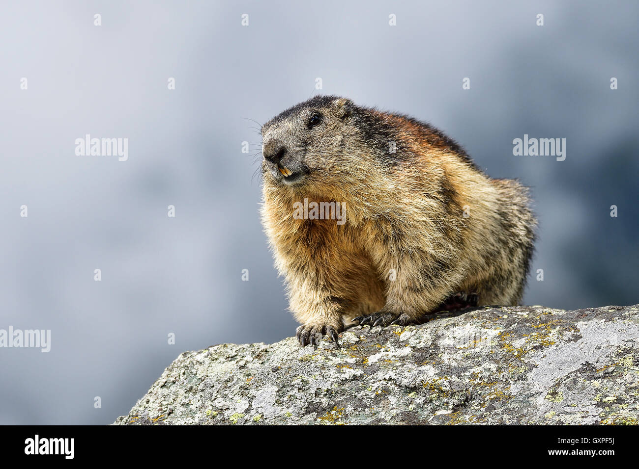 Alpine wildlife watching hi-res stock photography and images - Alamy