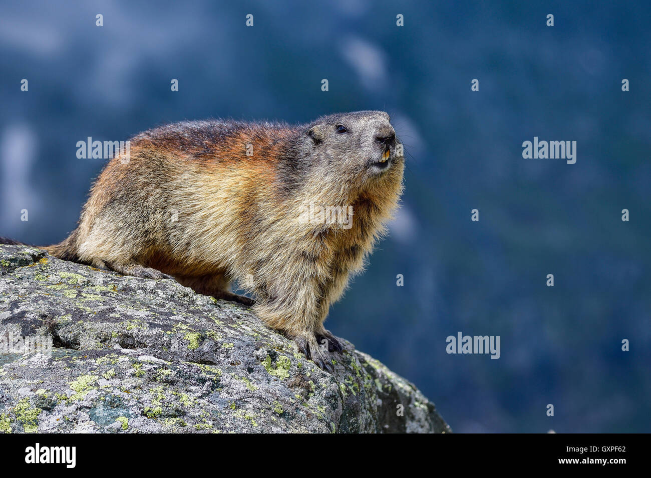 Alpine wildlife watching hi-res stock photography and images - Alamy