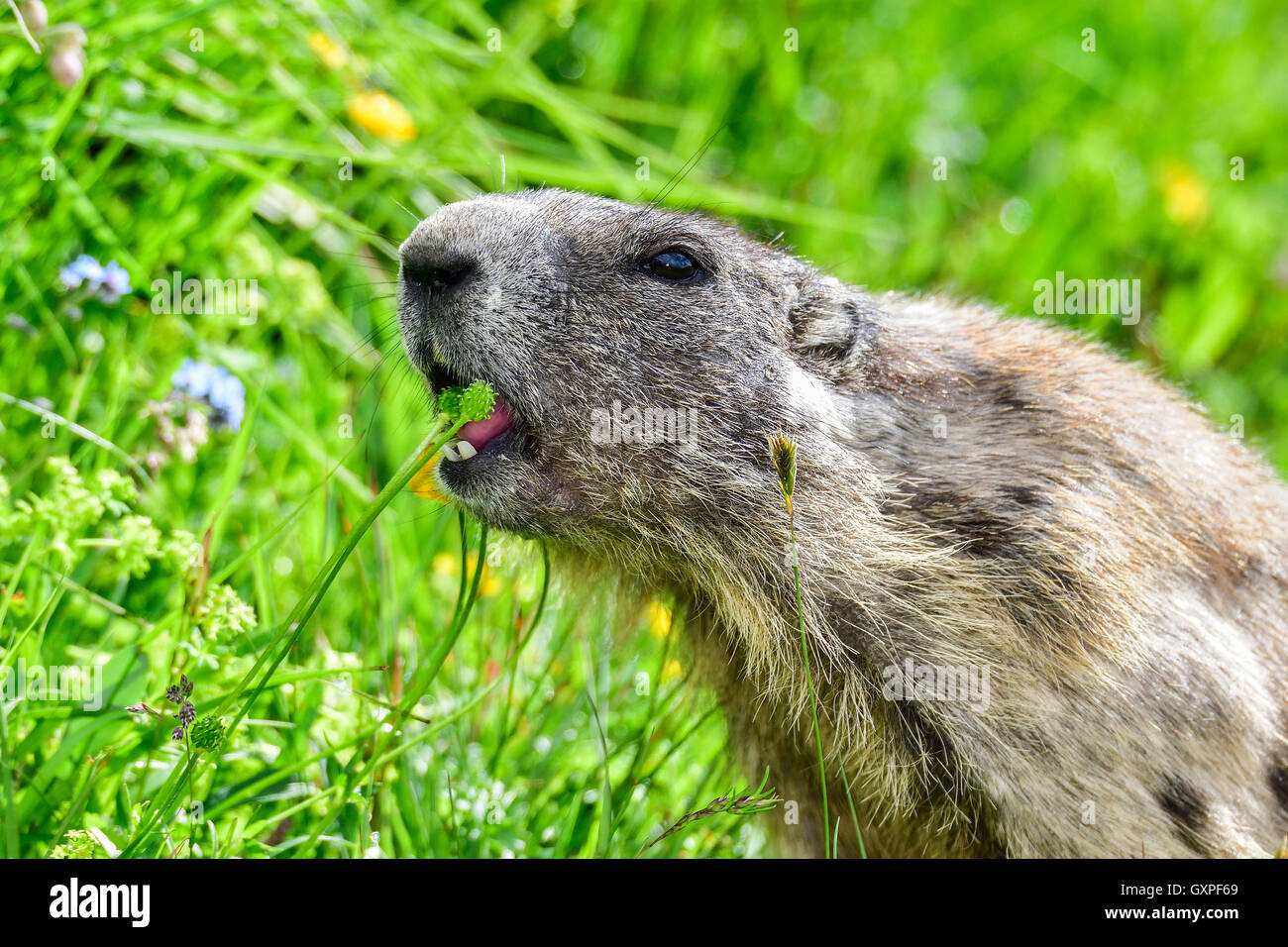Marmot and flower hi-res stock photography and images - Alamy