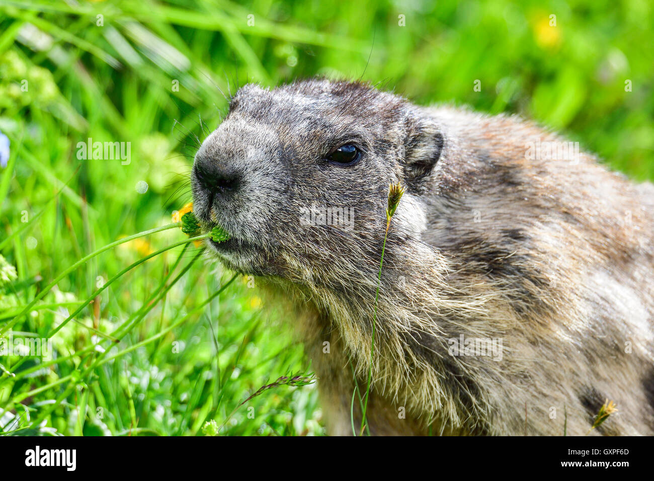 Marmot and flower hi-res stock photography and images - Alamy