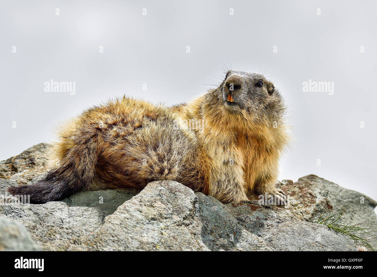 Alpine marmot alps hi-res stock photography and images - Alamy