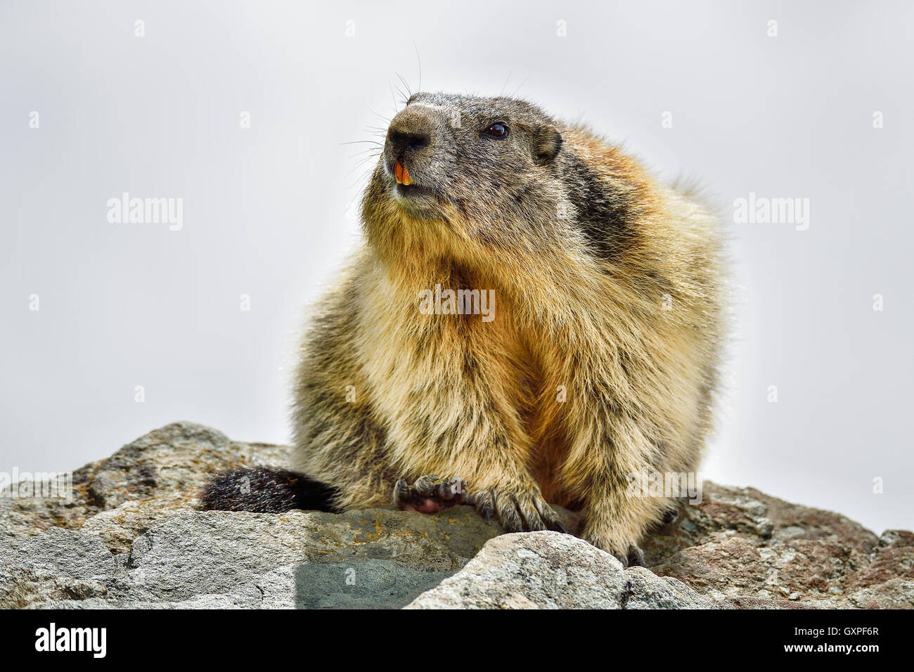 Alpine marmot alps hi-res stock photography and images - Alamy