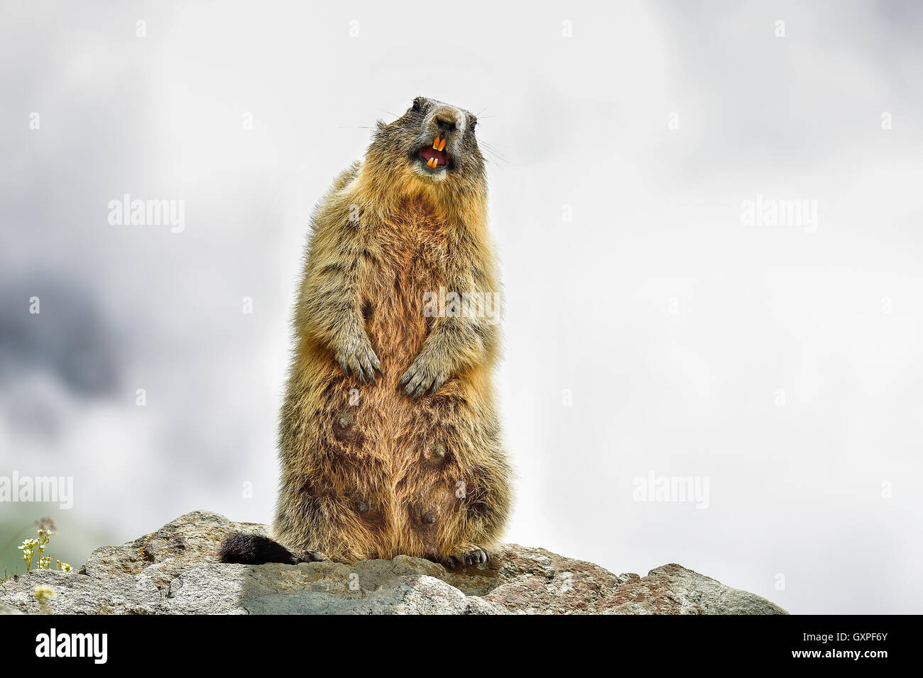 Heavenly Alpine marmot Stock Photo - Alamy