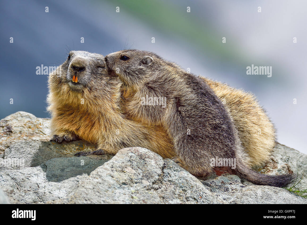 Alps fauna alpine fauna alpine hi-res stock photography and images - Alamy
