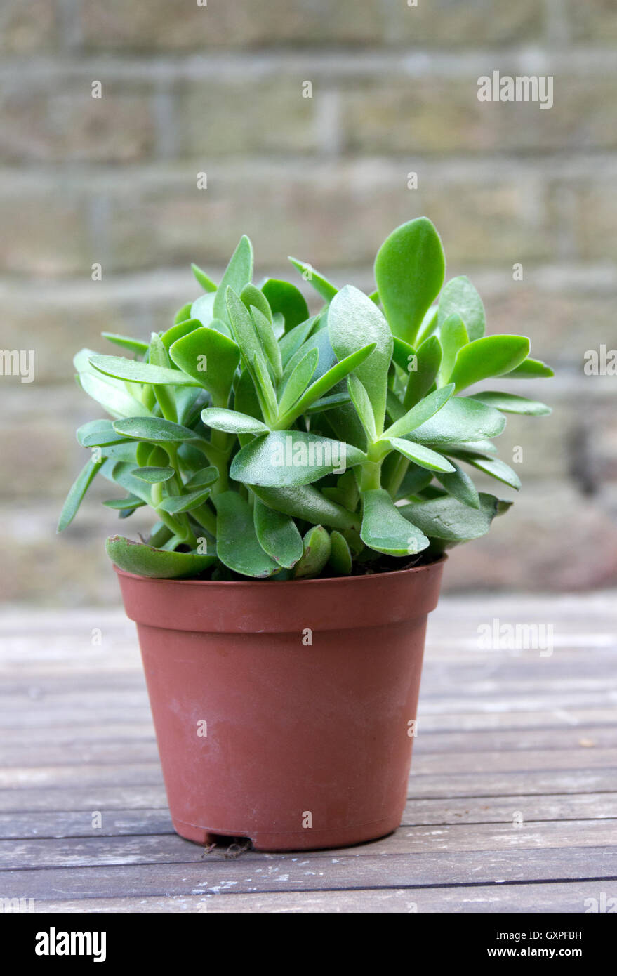 A Crassula succulent (Jade Plant) plant in a pot Stock Photo - Alamy