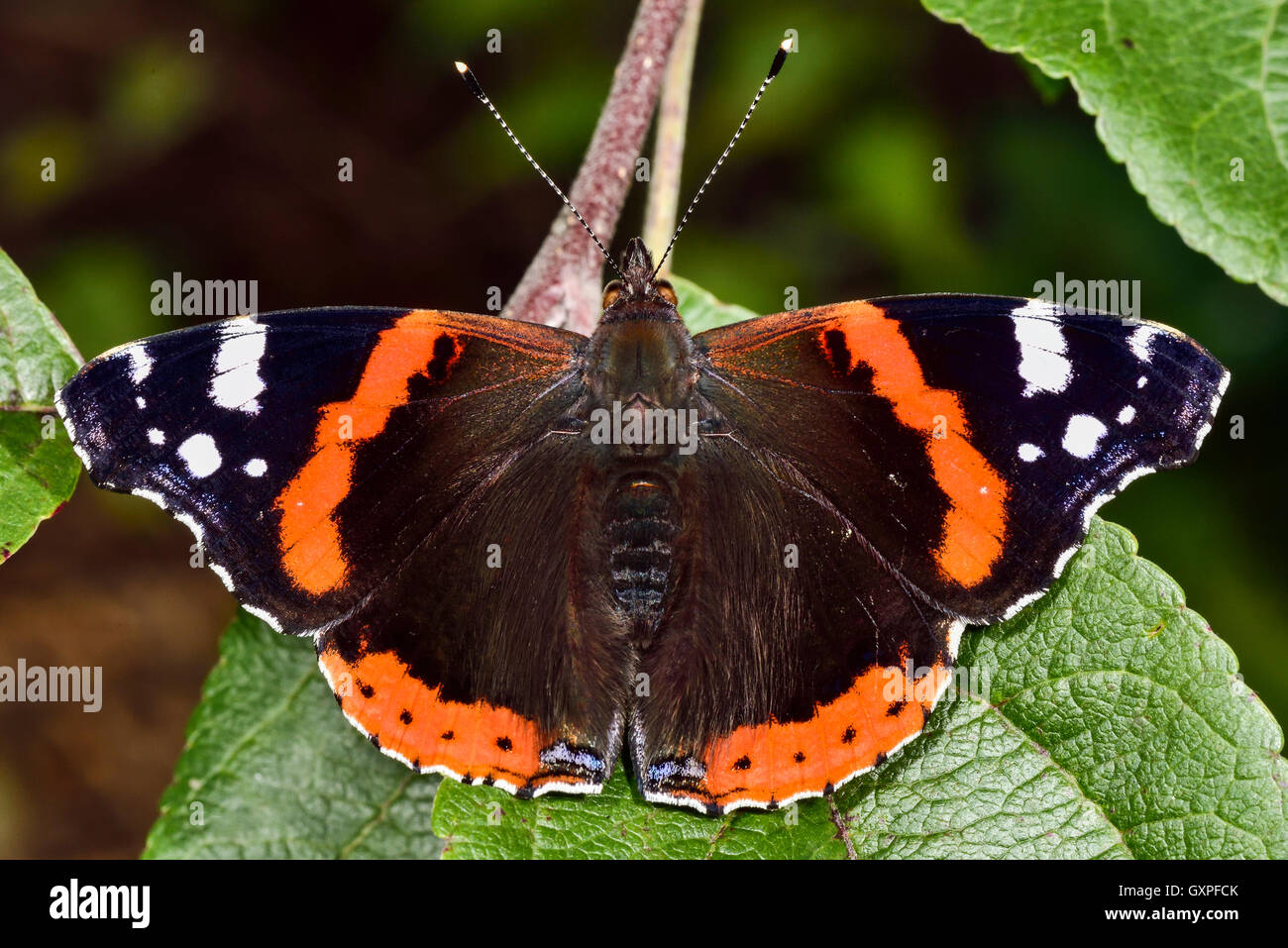 Red admiral pose hi-res stock photography and images - Alamy