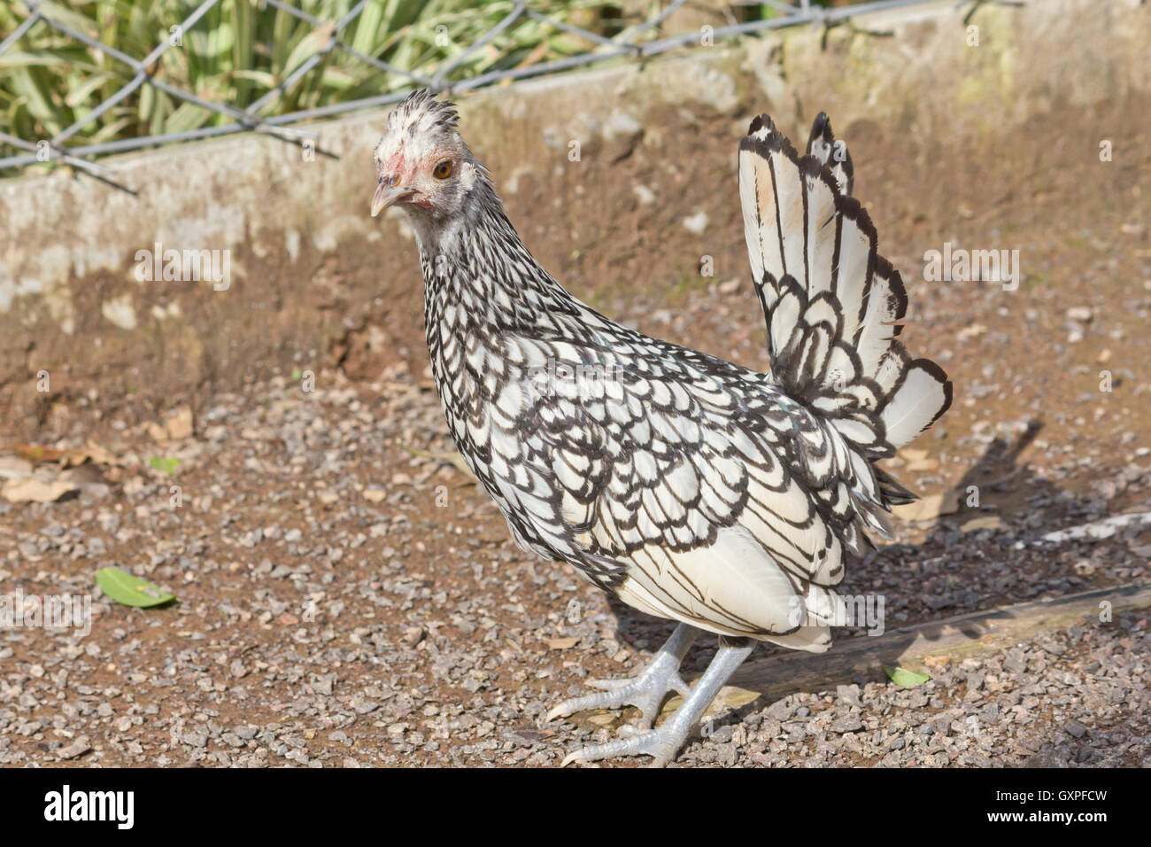Black and white chicken facing the camera Stock Photo - Alamy