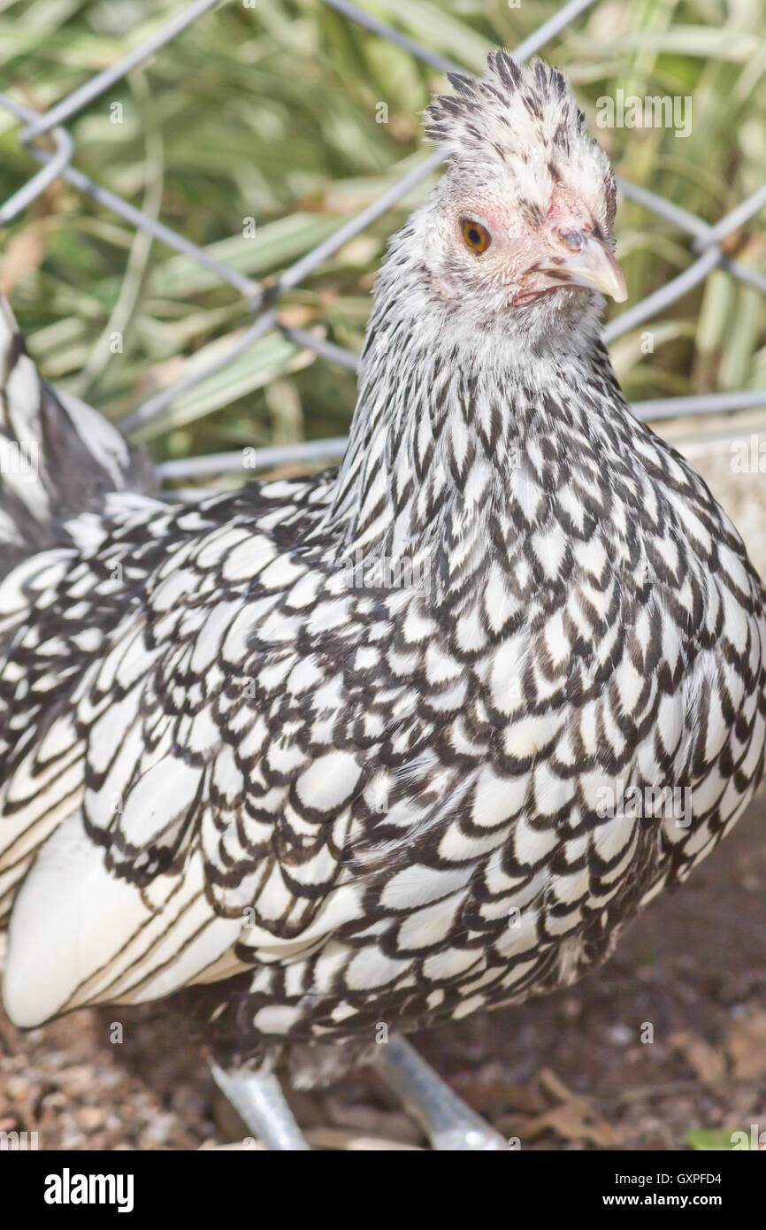 Black and white chicken facing the camera Stock Photo - Alamy