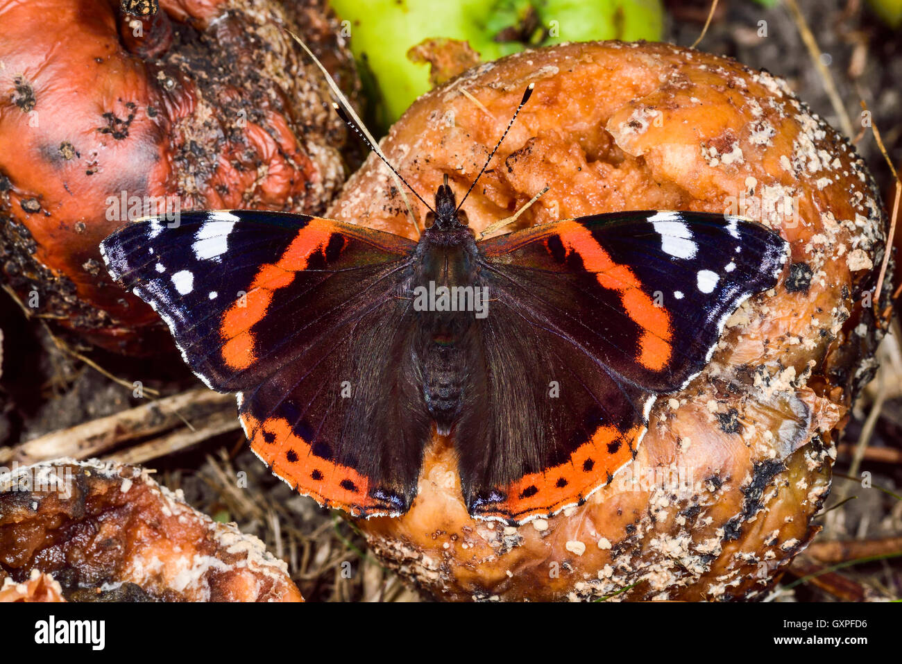 Red admiral pose hi-res stock photography and images - Alamy