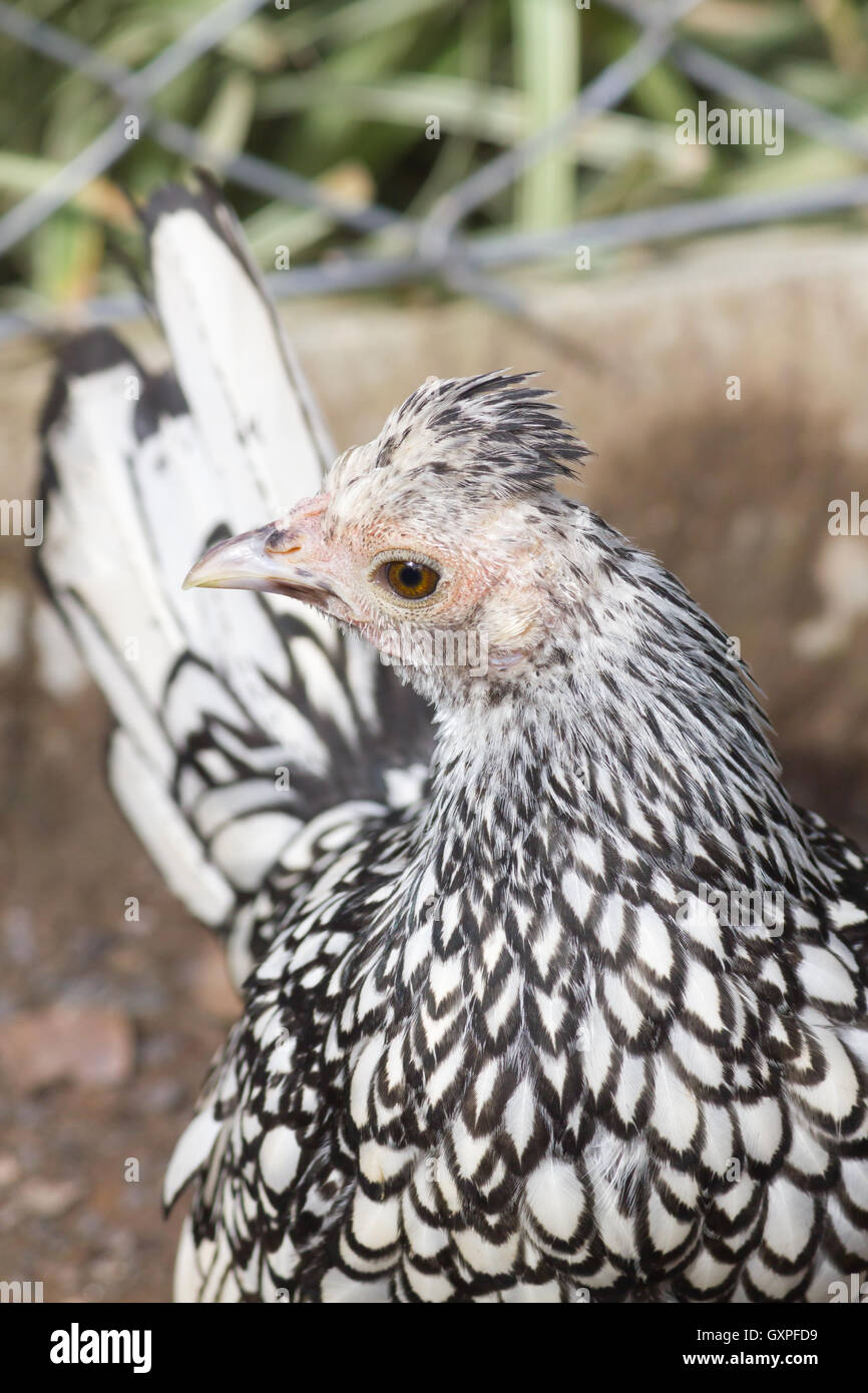 Black and white chicken facing the camera Stock Photo - Alamy