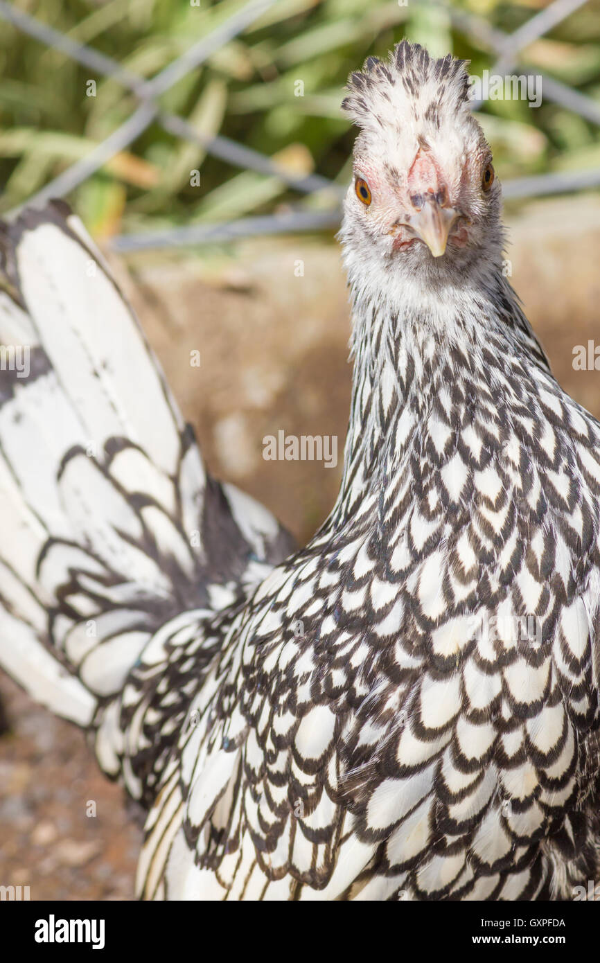 Black and white chicken facing the camera Stock Photo - Alamy