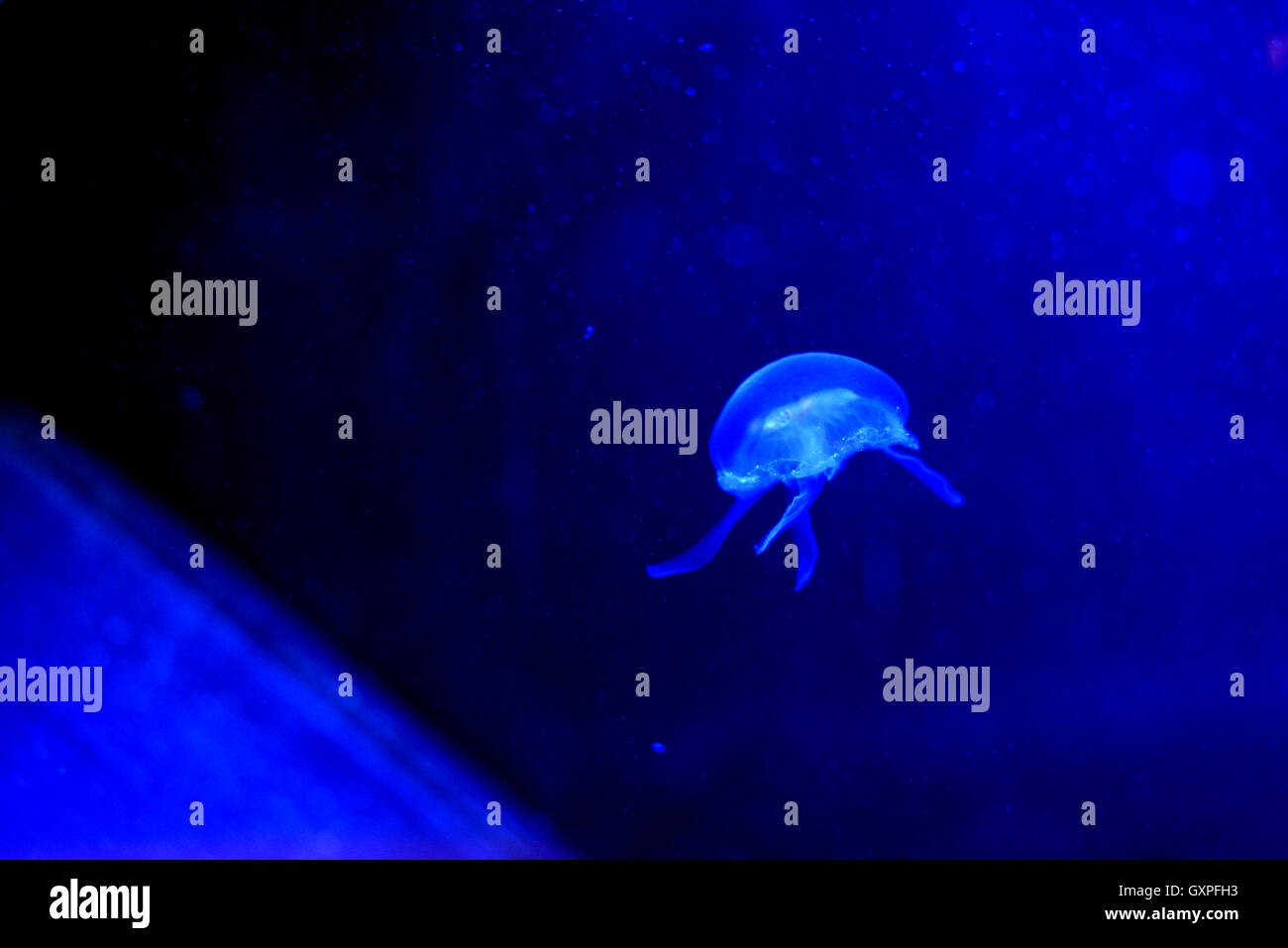 Aquarium, amoeba, blue water Stock Photo - Alamy