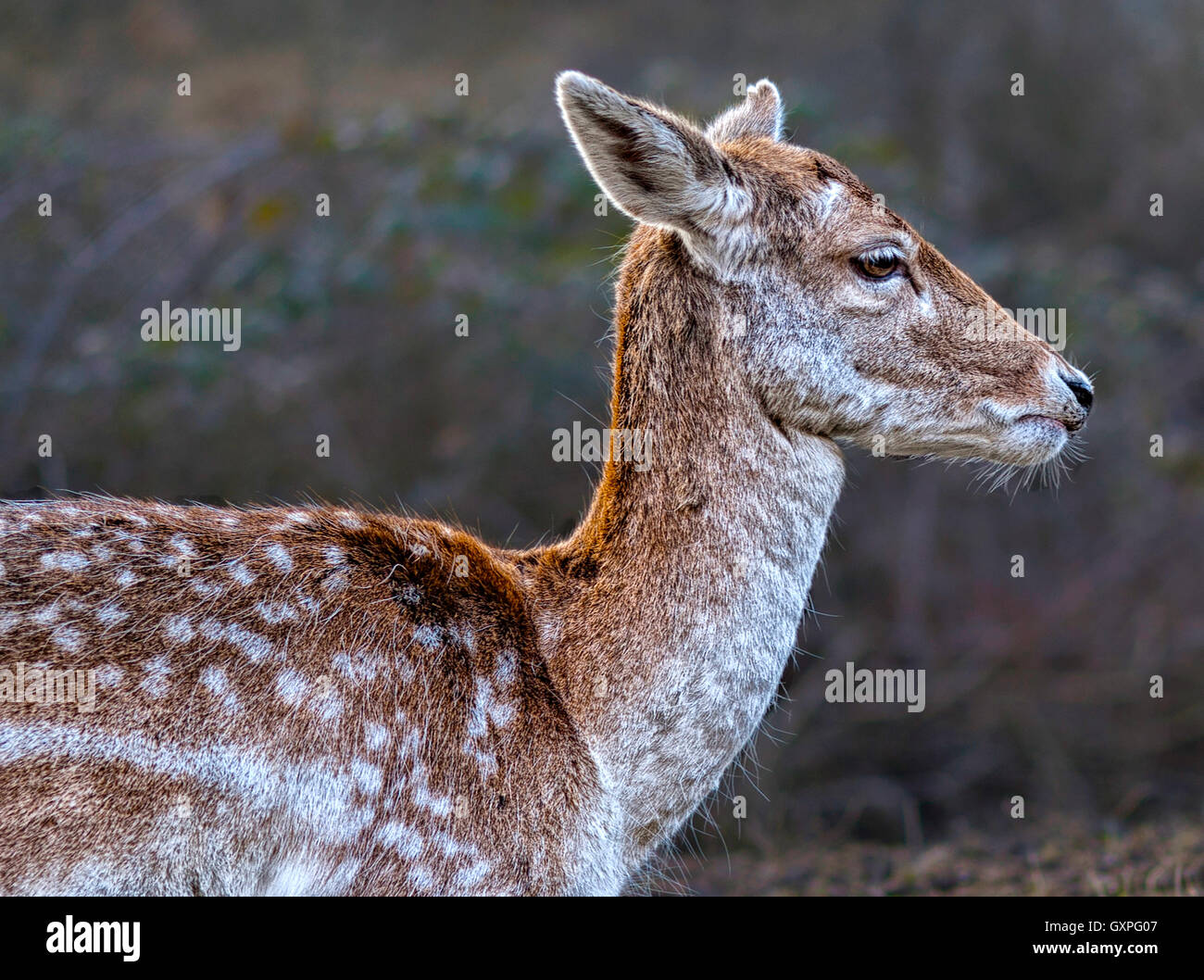 Portrait of deer - Italian Dolomites - Animals - Wildlife Stock Photo ...