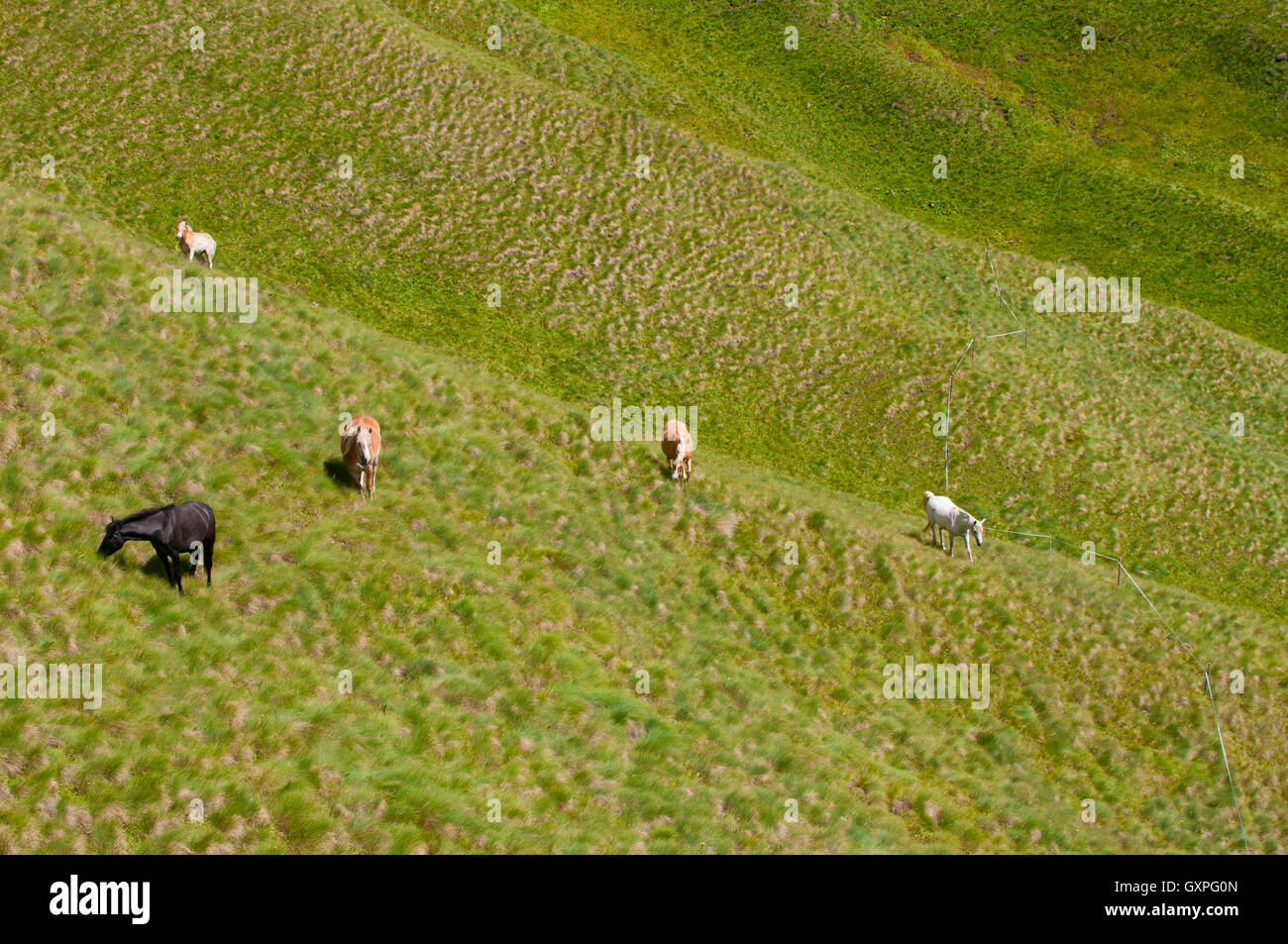 Wild horse grazing - Italian Dolomites - Animals - Wildlife Stock Photo ...