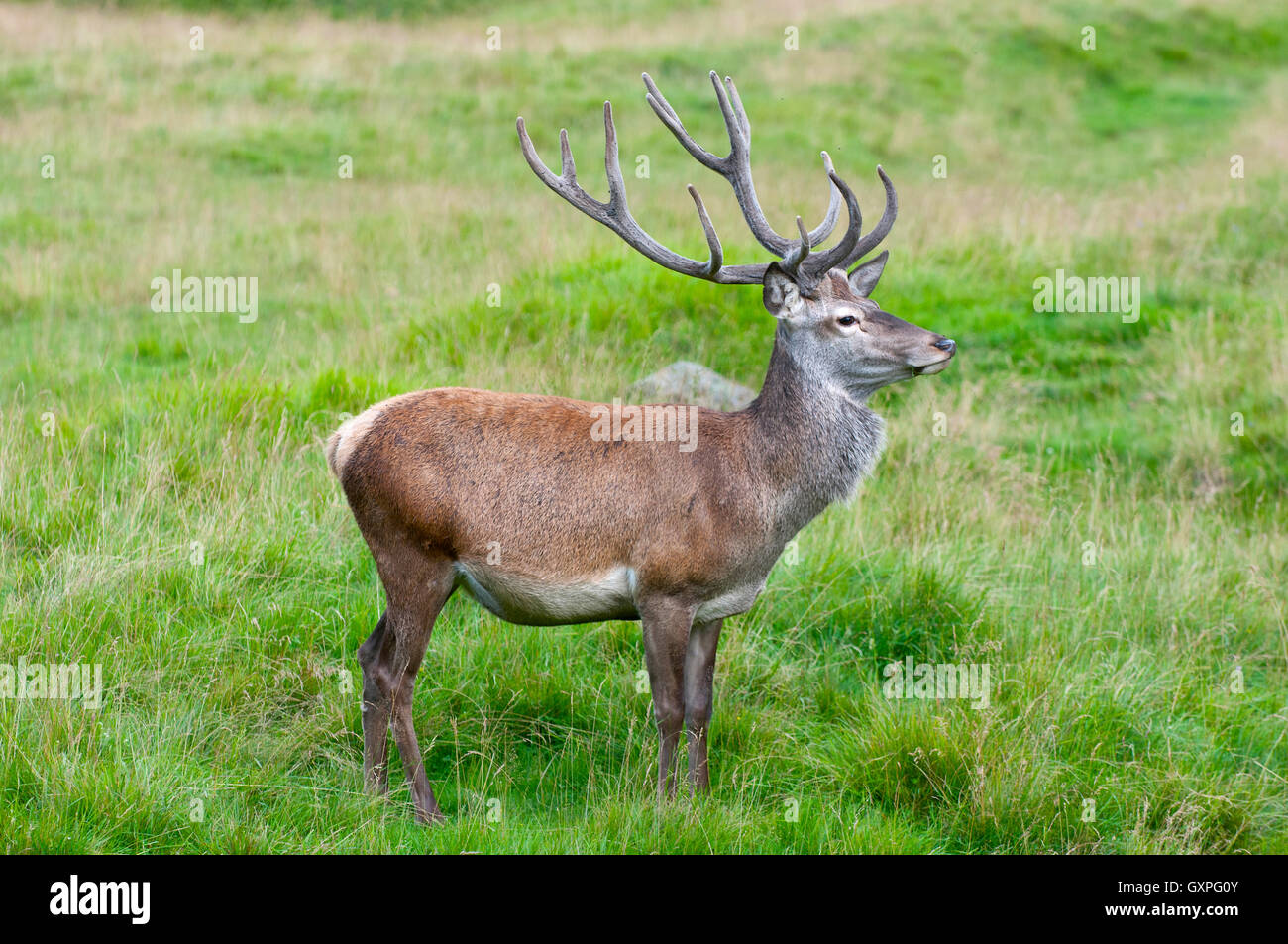 portrait of a deer - Italian Dolomites - Animals - Wildlife Stock Photo ...