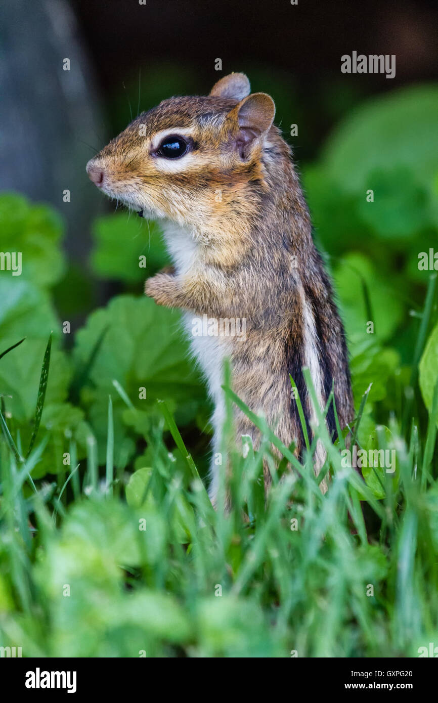 Eastern Chipmunk Standing in Profile (Tamias striatus), Portsmouth, New ...