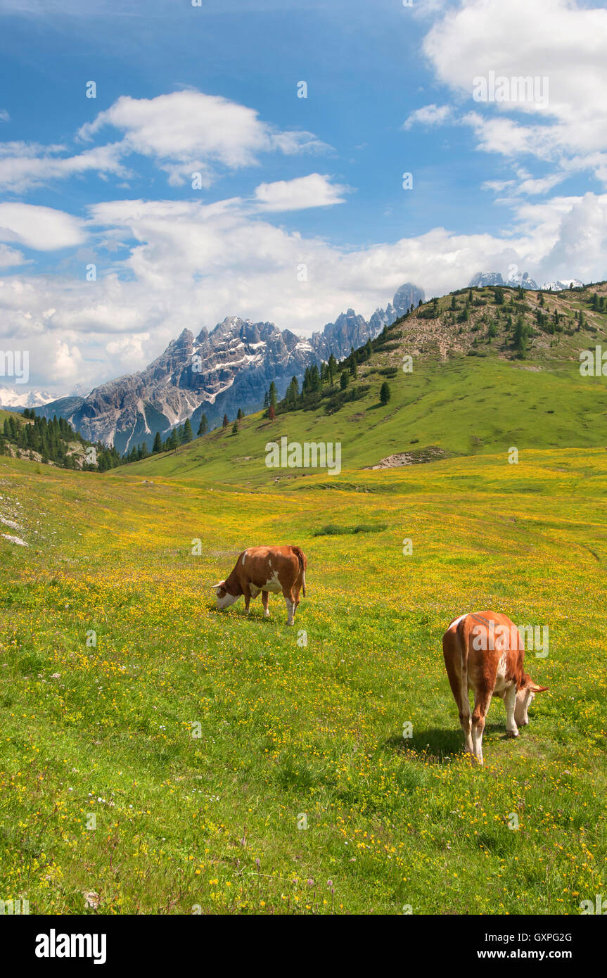 Cows on mountain pasture - (Prato Piazza) - Italian Dolomites - Animals ...