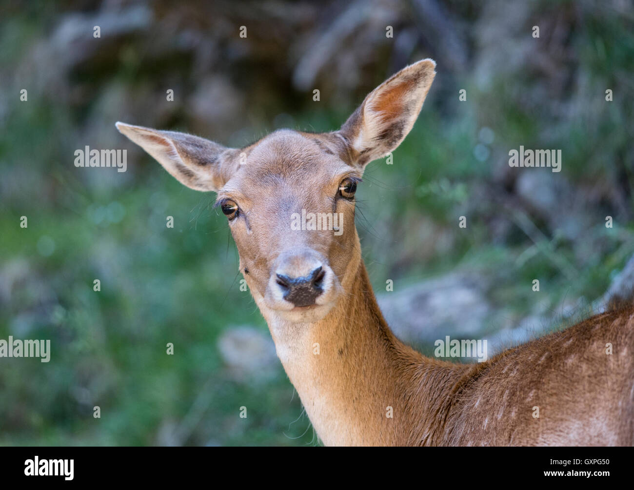 Tauri hi-res stock photography and images - Alamy