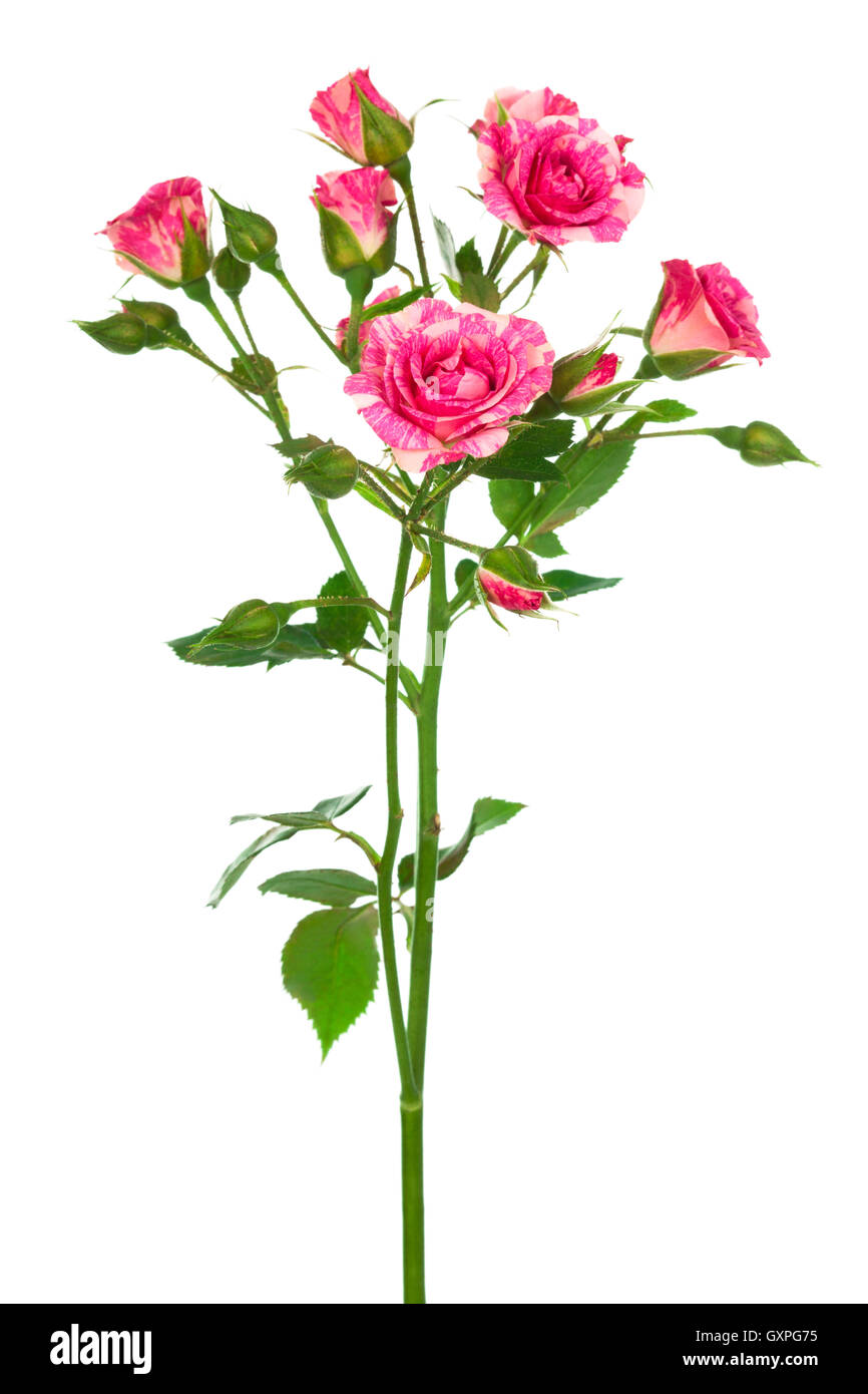 beautiful branch of roses on a white background Stock Photo - Alamy