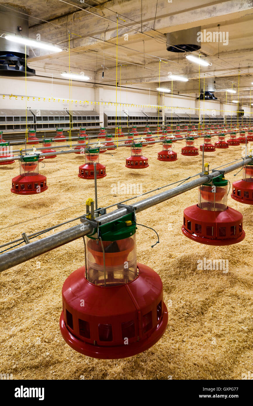 The modern and new automated integrated poultry farm Stock Photo - Alamy