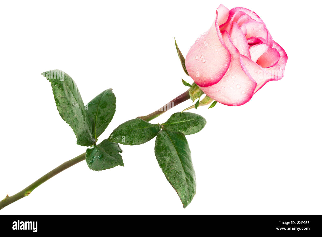 single pink rose on a white background Stock Photo - Alamy