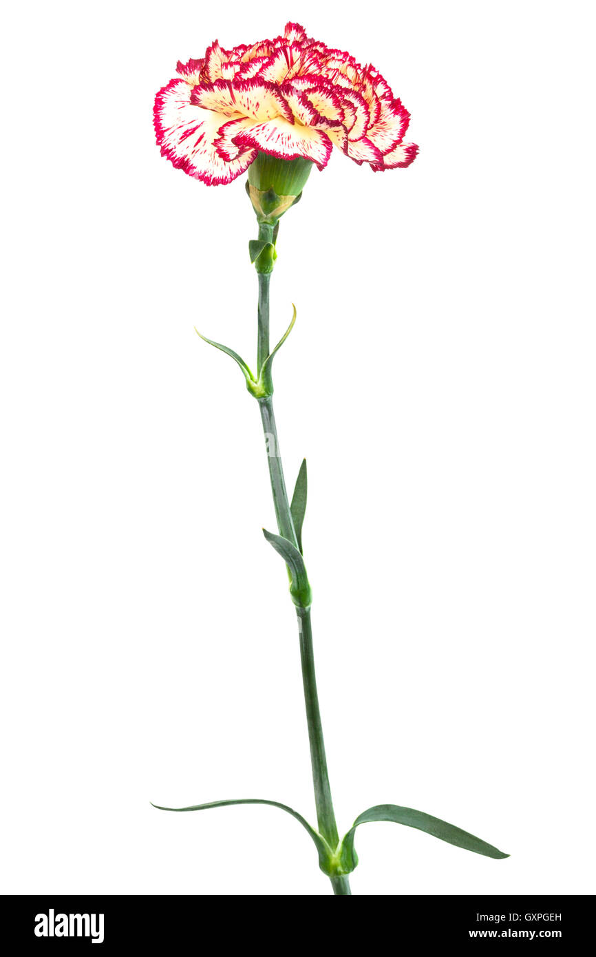 Beautiful red carnation on a white background Stock Photo - Alamy